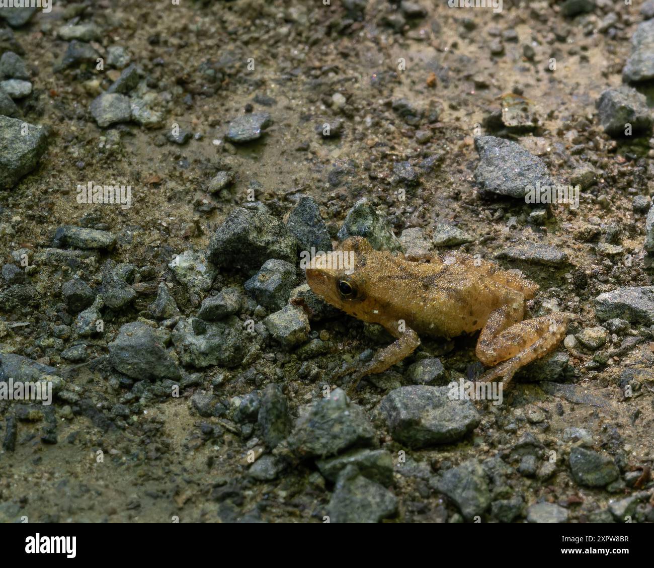 Spring Peeper (Pseudacris crucifer), Huntley Meadows Park, VA Stock ...