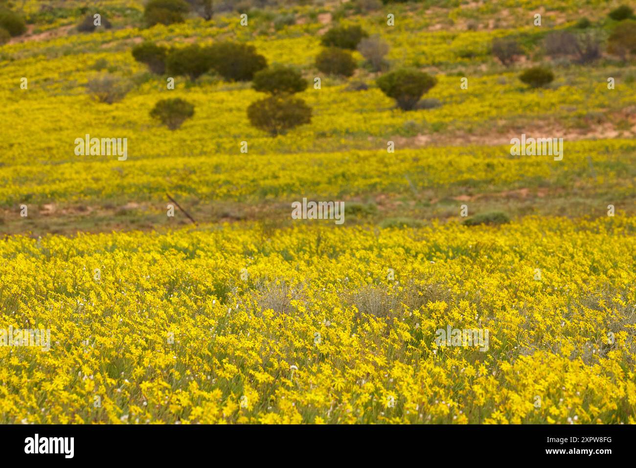Field of wildflowers, (Annual Yellowtop - Senecio gregorii ...