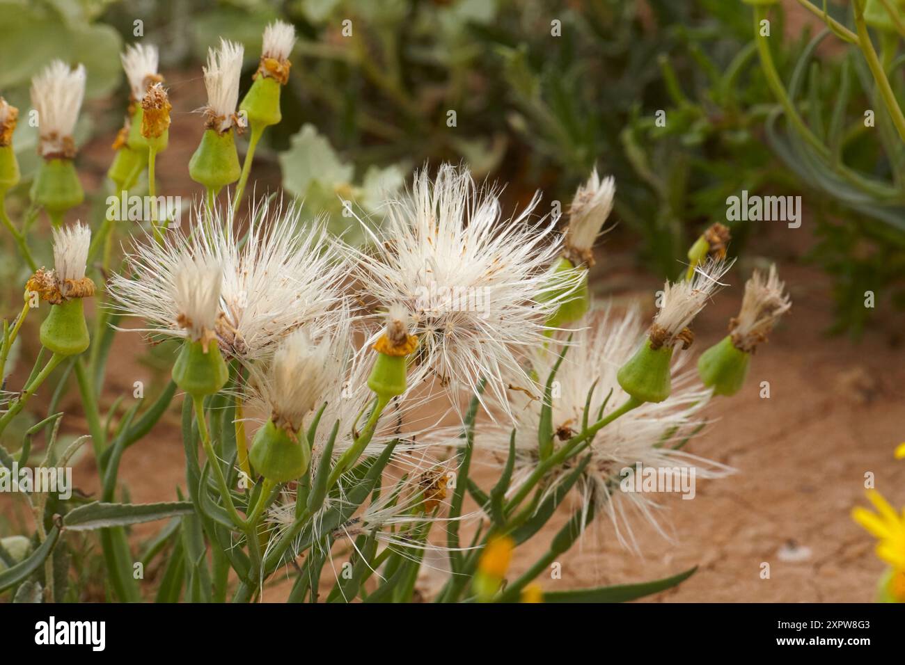 Annual Yellowtop in seed (Senecio gregorii) , Strzelecki Track, outback ...