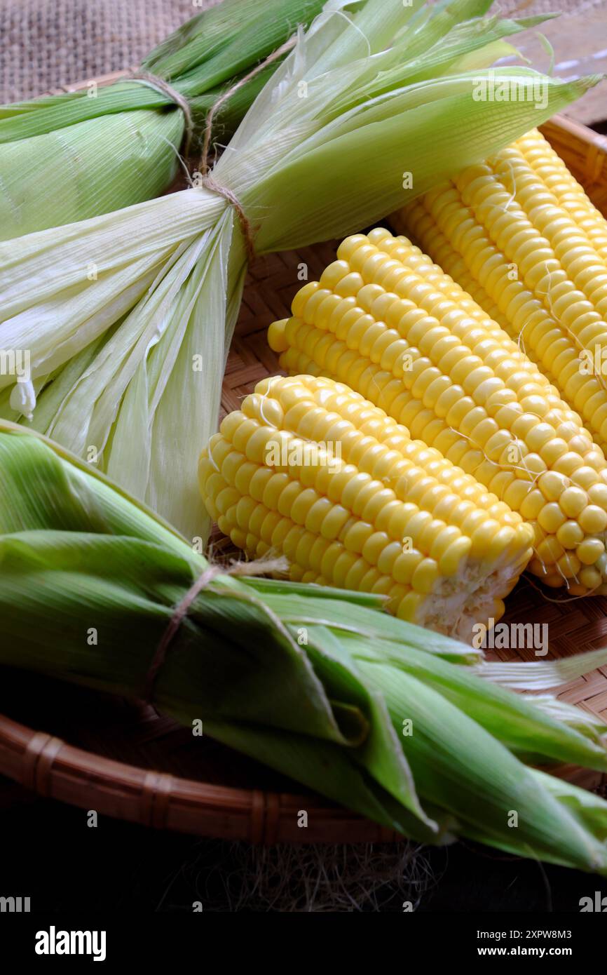 fresh corn on the cob wrapped in green husks just harvest from organic ...