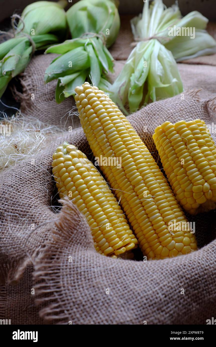 fresh corn on the cob wrapped in green husks just harvest from organic ...