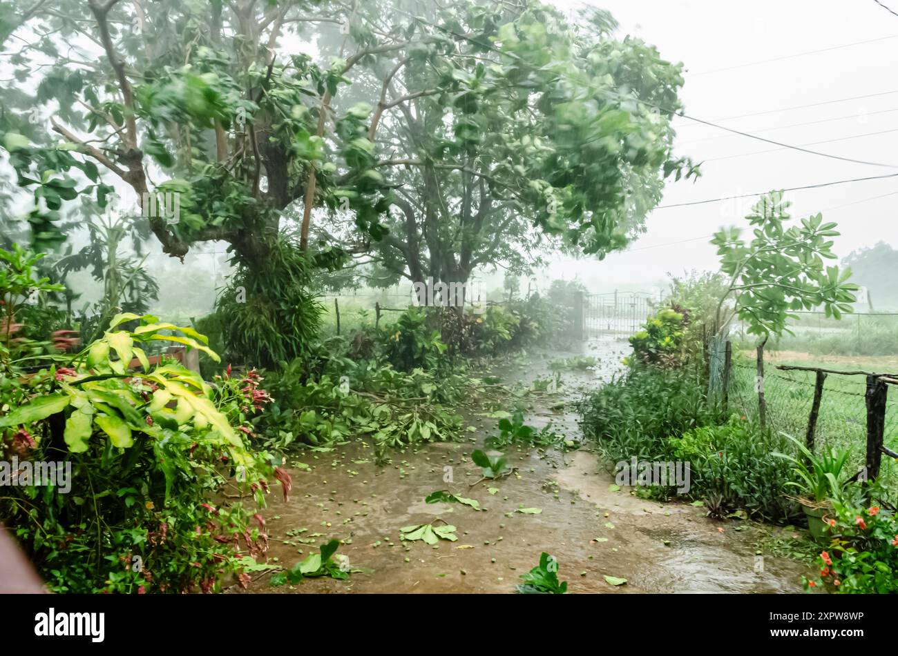 Hurricane Wind Force and Rain Against the Trees Stock Photo - Alamy