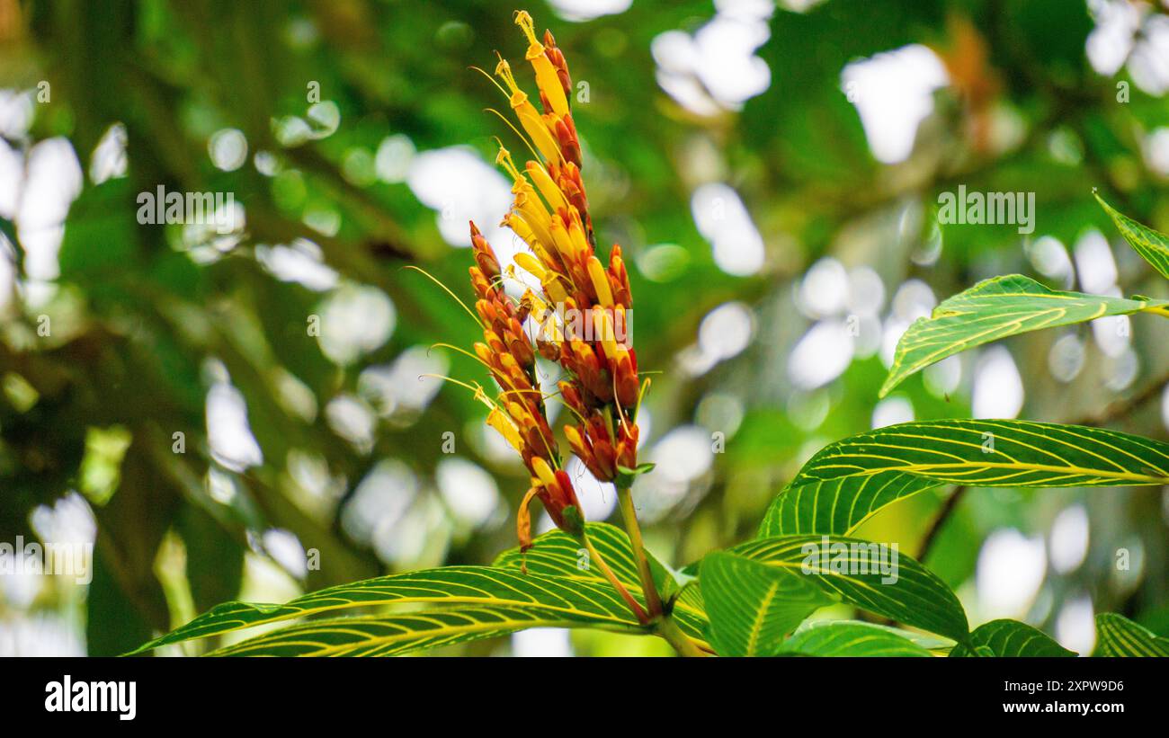 Sanchezia speciosa (Cacak gading, Zebra Plant, Yellow Sanchezia ...
