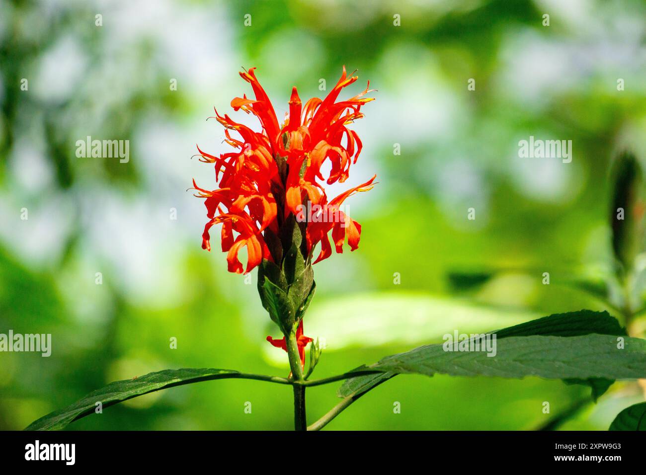 Pachystachys coccinea (Cardinals guard, Justicia coccinea, Jacobinia ...