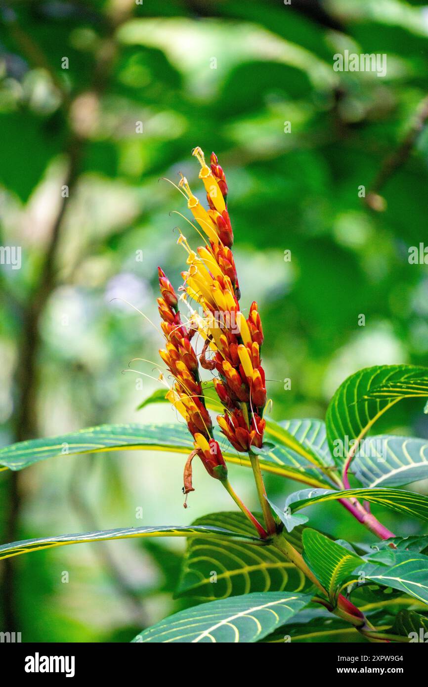 Sanchezia speciosa (Cacak gading, Zebra Plant, Yellow Sanchezia ...