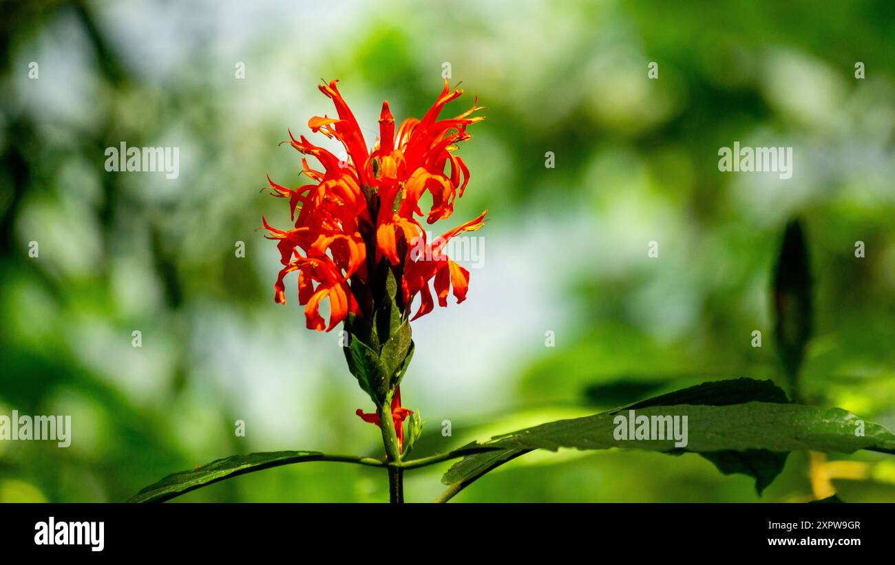 Pachystachys coccinea (Cardinals guard, Justicia coccinea, Jacobinia ...