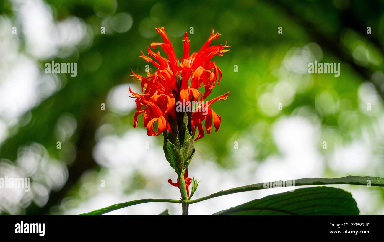 Pachystachys coccinea (Cardinals guard, Justicia coccinea, Jacobinia ...