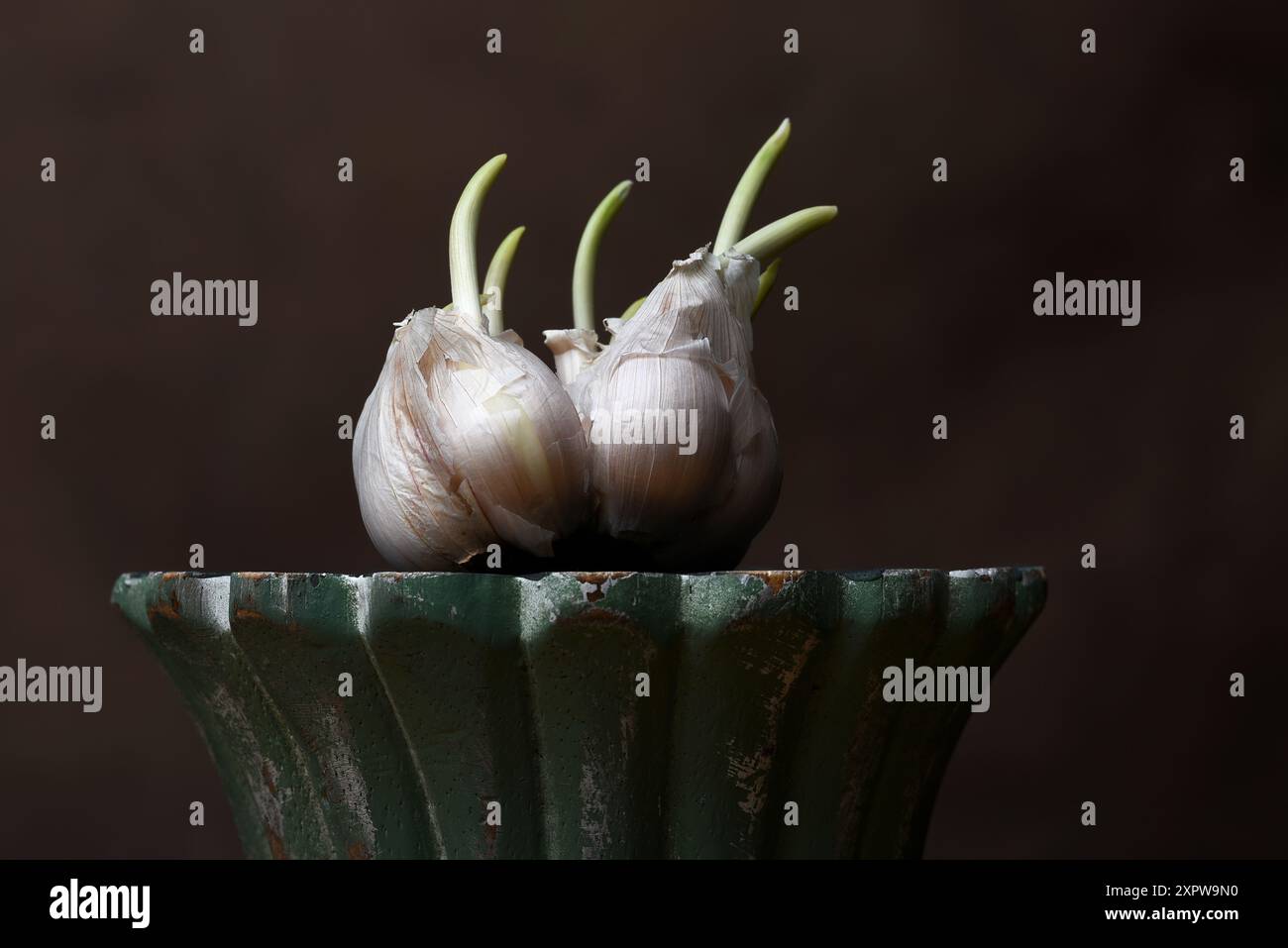 Sprouting Garlic Still Life #2 Stock Photo - Alamy