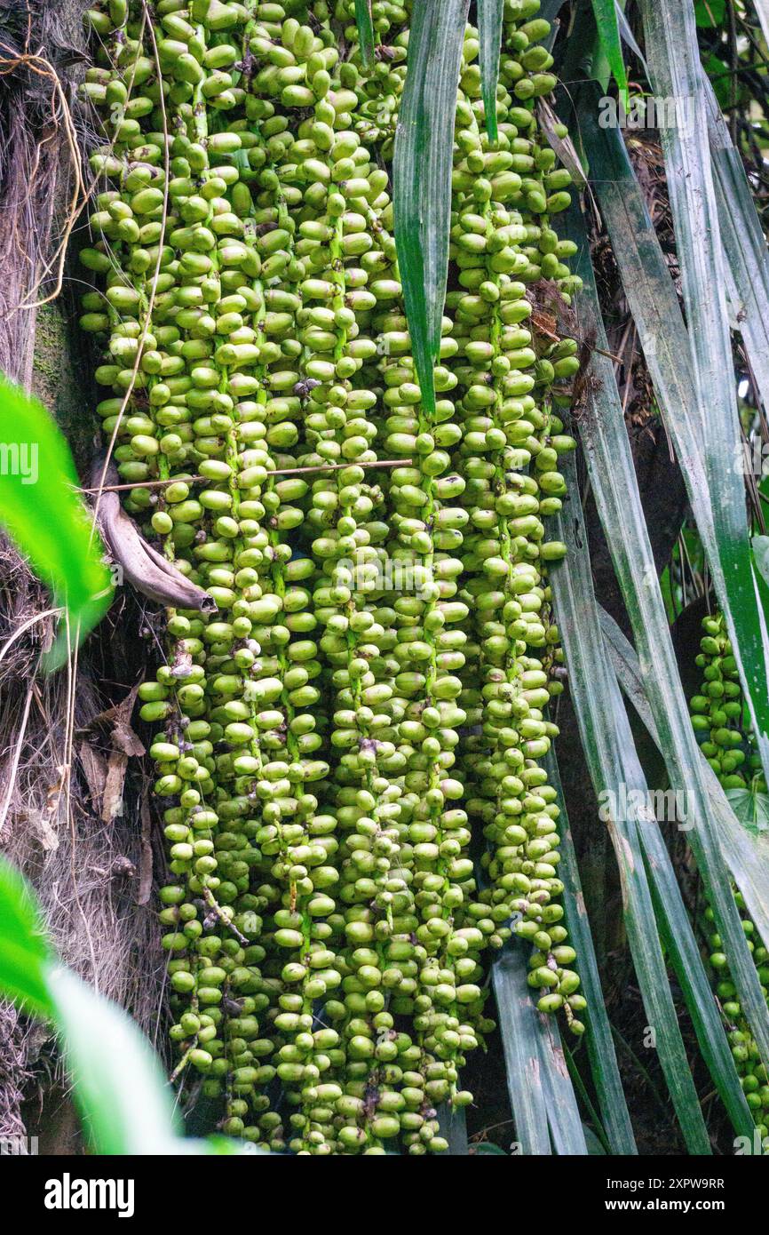 Arenga pinnata (enau, aren, arenpalm, zuikerpalm, sugar palm, Gomuti ...