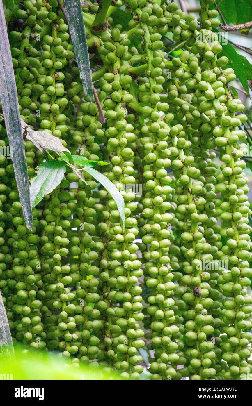 Zuikerpalm hi-res stock photography and images - Alamy