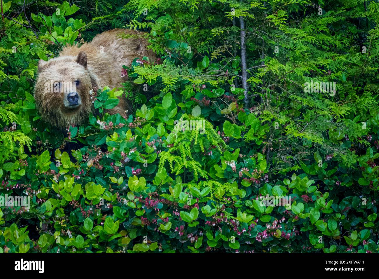 Grizzly Bear "Goldilocks" climbed into the forest above the shoreine to ...