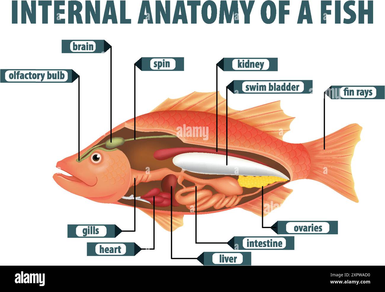 Detailed diagram of fish internal organs Stock Vector Image & Art - Alamy