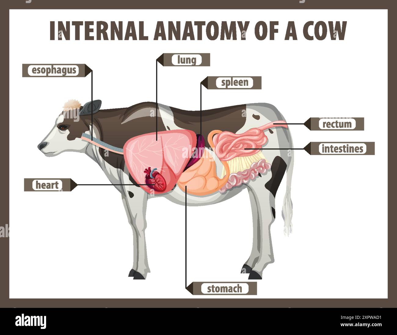 Detailed illustration of cow's internal organs Stock Vector Image & Art ...