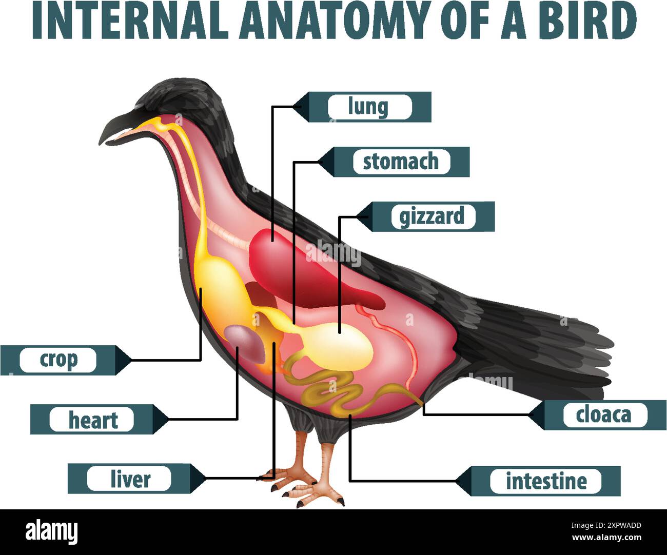 Birds detailed anatomy hi-res stock photography and images - Alamy
