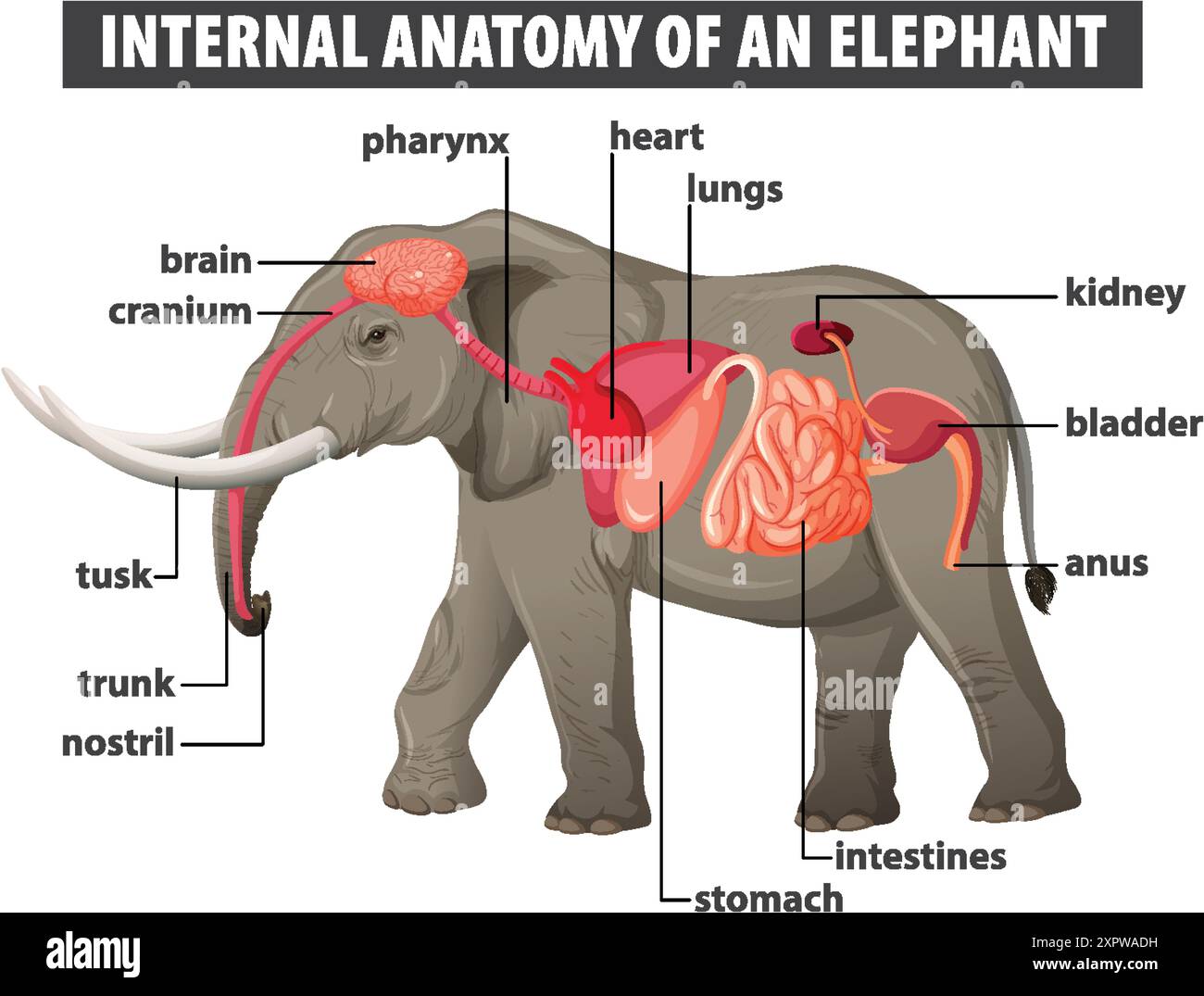 Detailed Illustration Of Elephants Internal Organs Stock Vector Image And Art Alamy