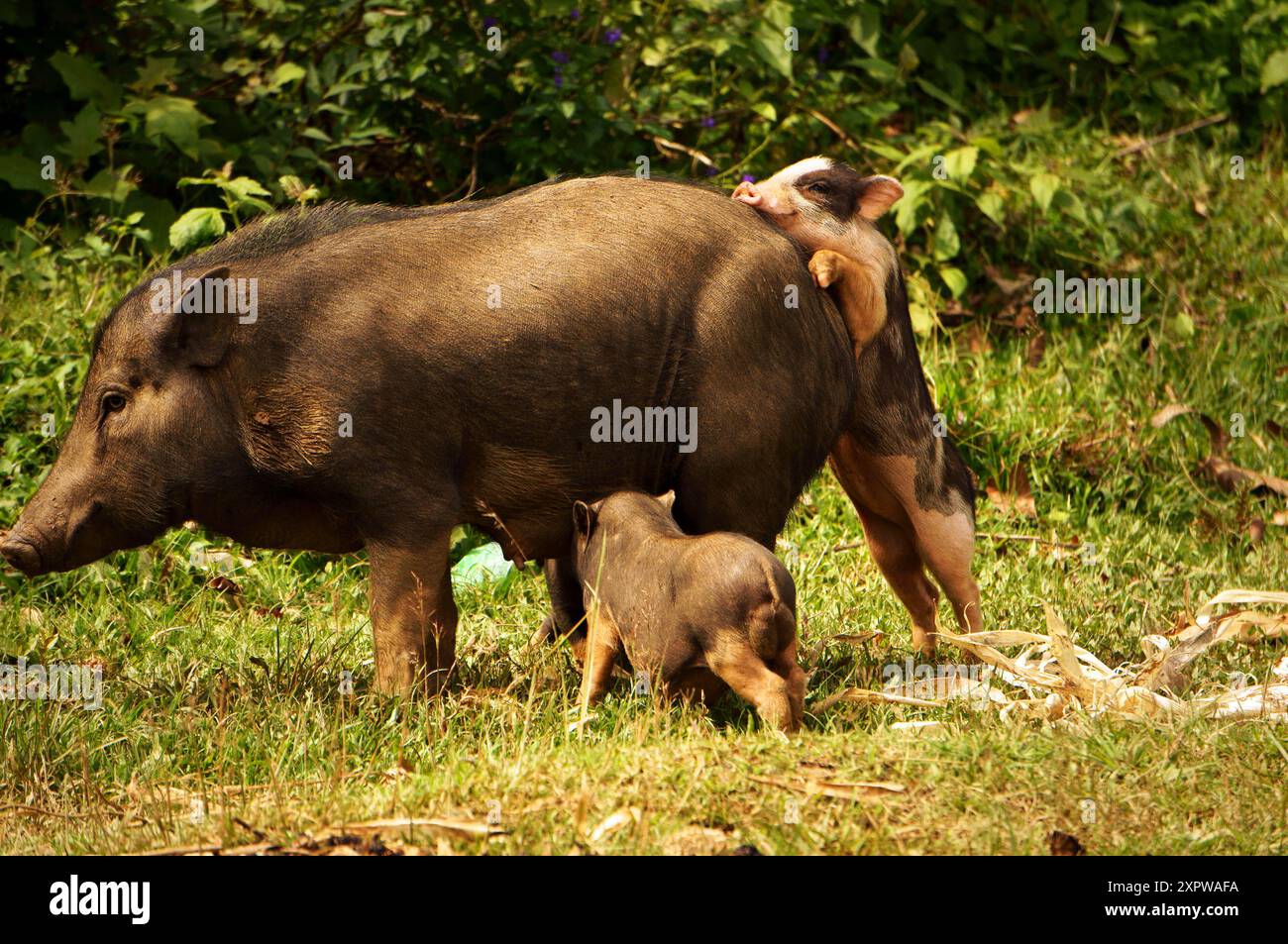 a mother pig and her piglets in a grassy area, cute pig family with ...