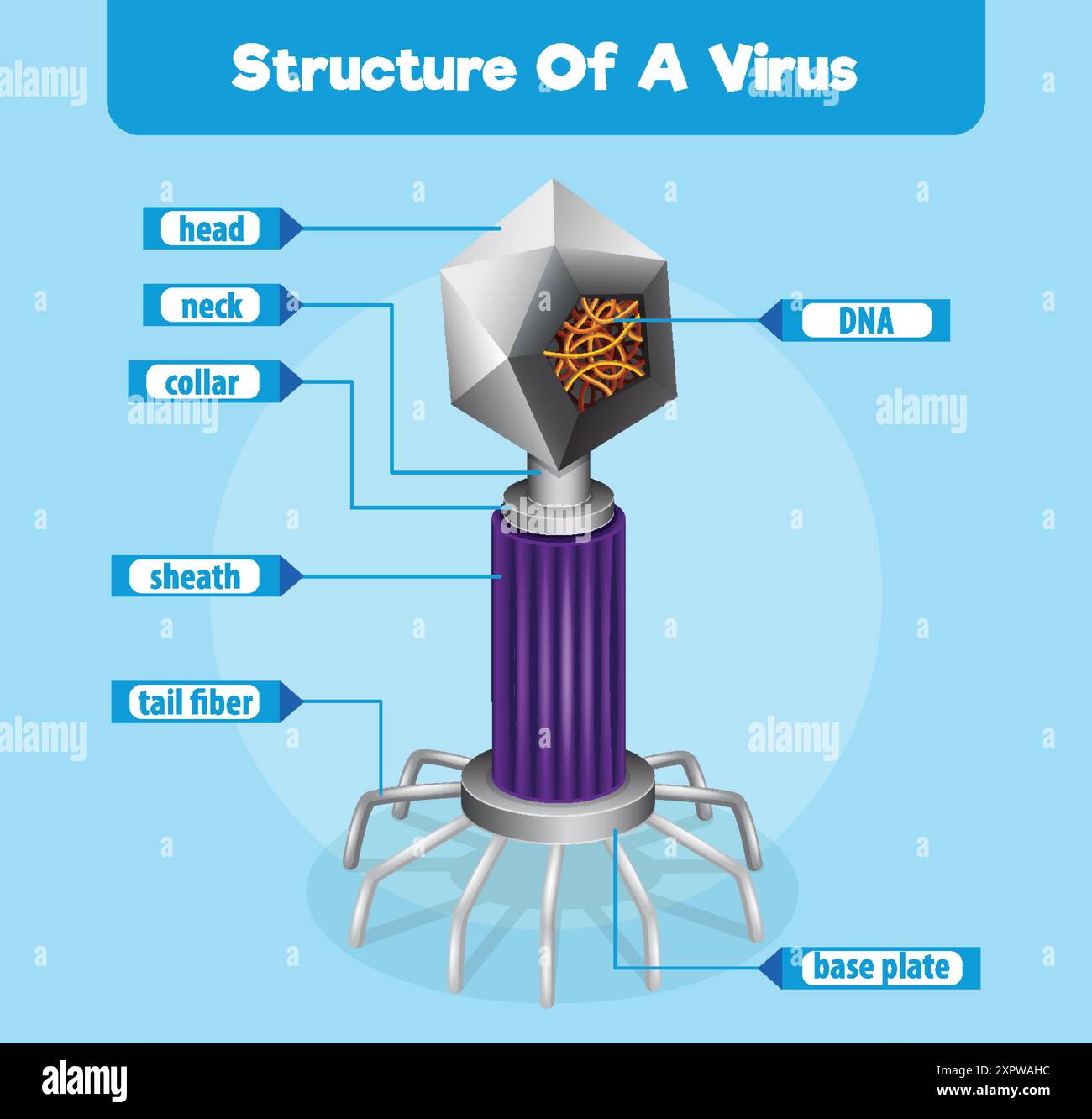 Detailed diagram of a virus structure Stock Vector Image & Art - Alamy