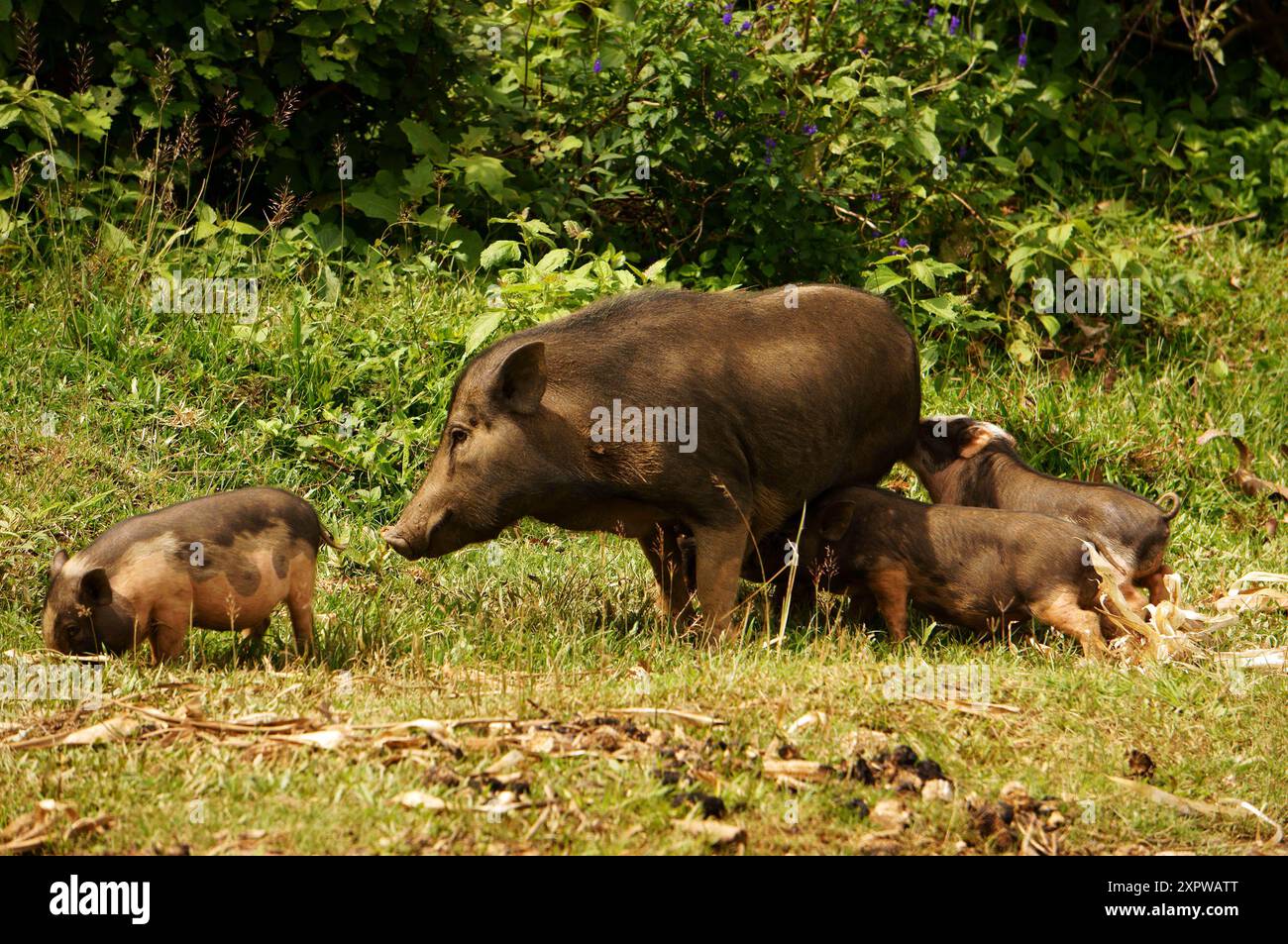 a mother pig and her piglets in a grassy area, cute pig family with ...