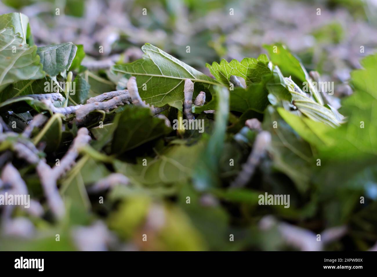 White larvae hi-res stock photography and images - Alamy