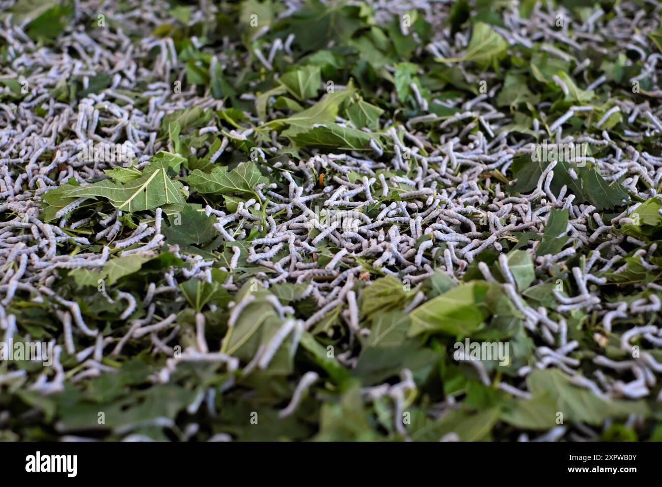 close-up silkworm larvae on fresh mulberry leaves. The small, white ...