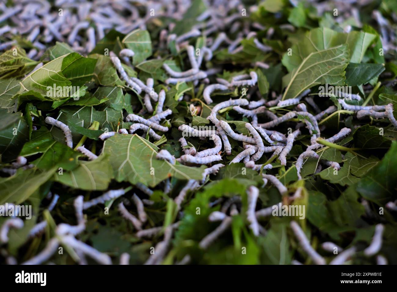 close-up silkworm larvae on fresh mulberry leaves. The small, white larvae with dark heads are ...