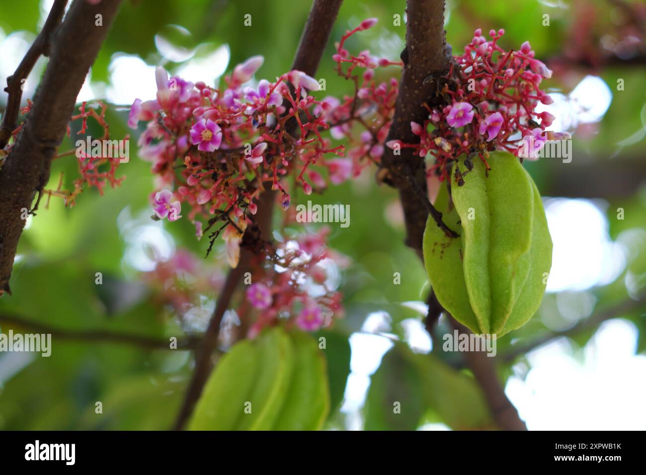 a starfruit tree branch laden with green fruits, pink and purple ...
