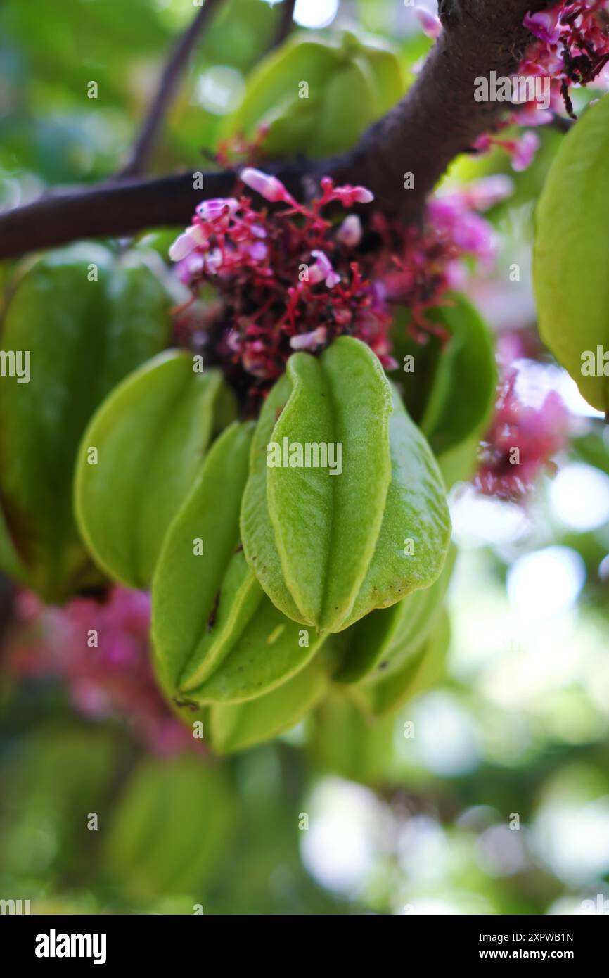 a starfruit tree branch laden with green fruits, pink and purple ...