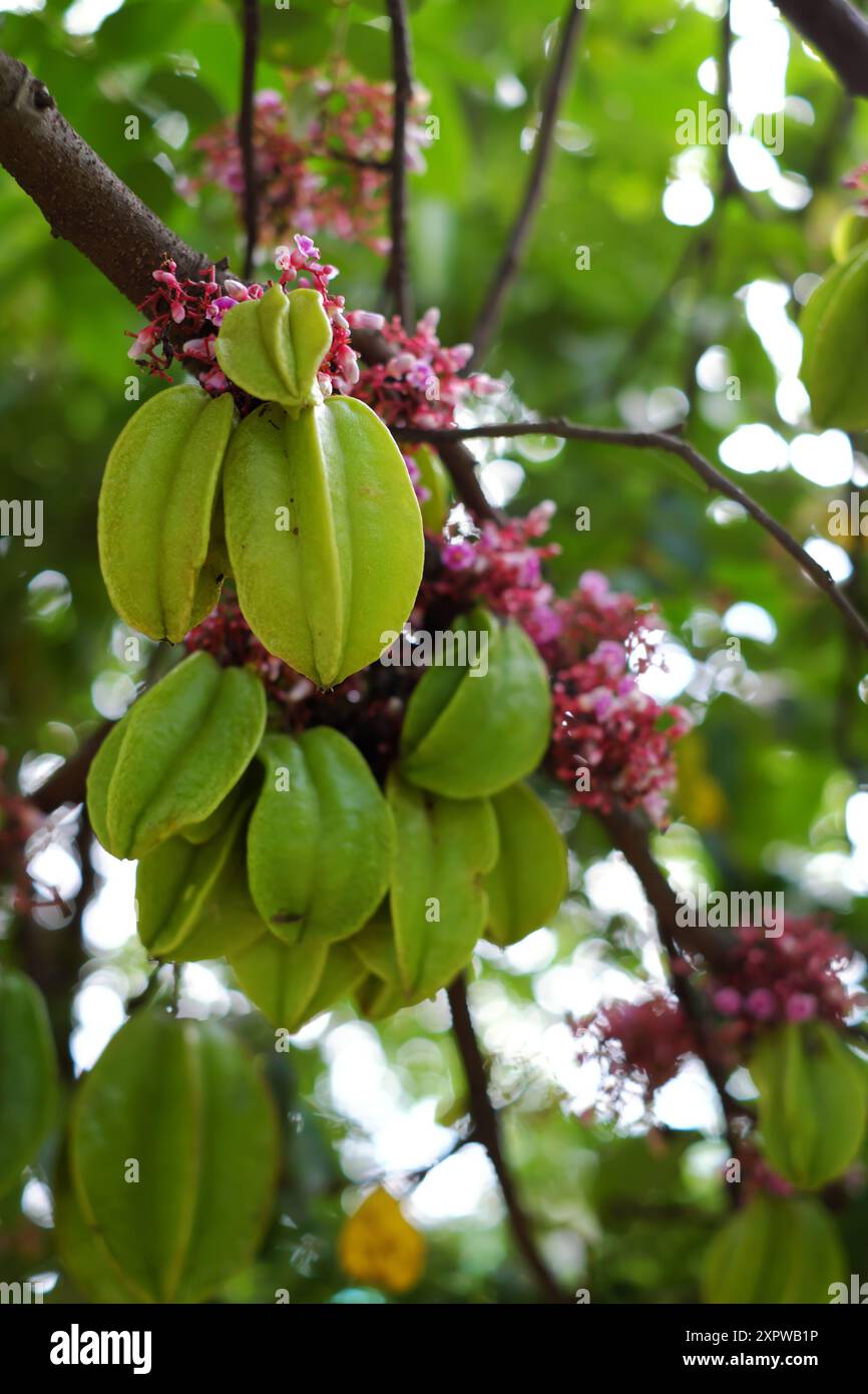 a starfruit tree branch laden with green fruits, pink and purple ...