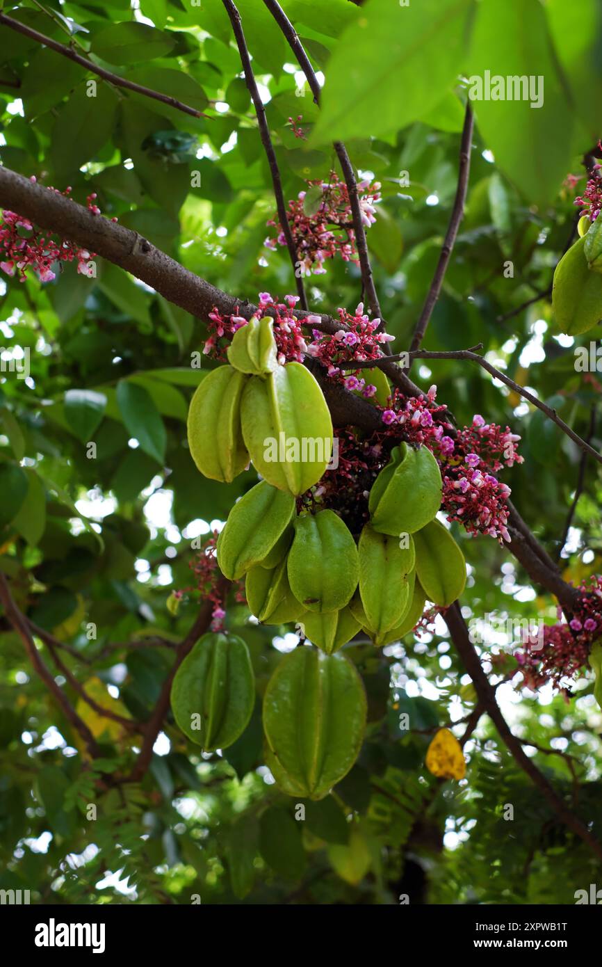 a starfruit tree branch laden with green fruits, pink and purple ...