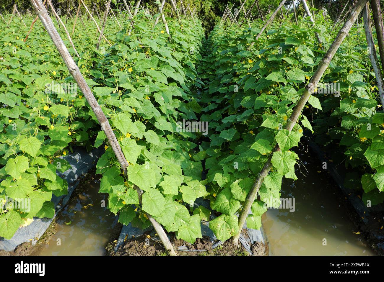 vast field of healthy cucumber plants growing on a trellis system, with ...