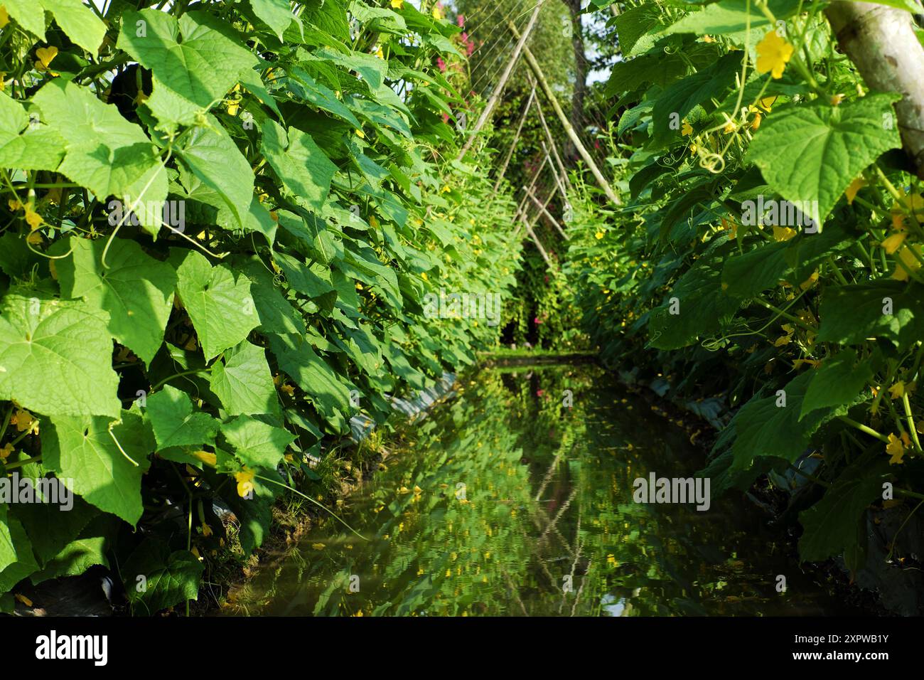 Vegetable garden on canal hi-res stock photography and images - Alamy