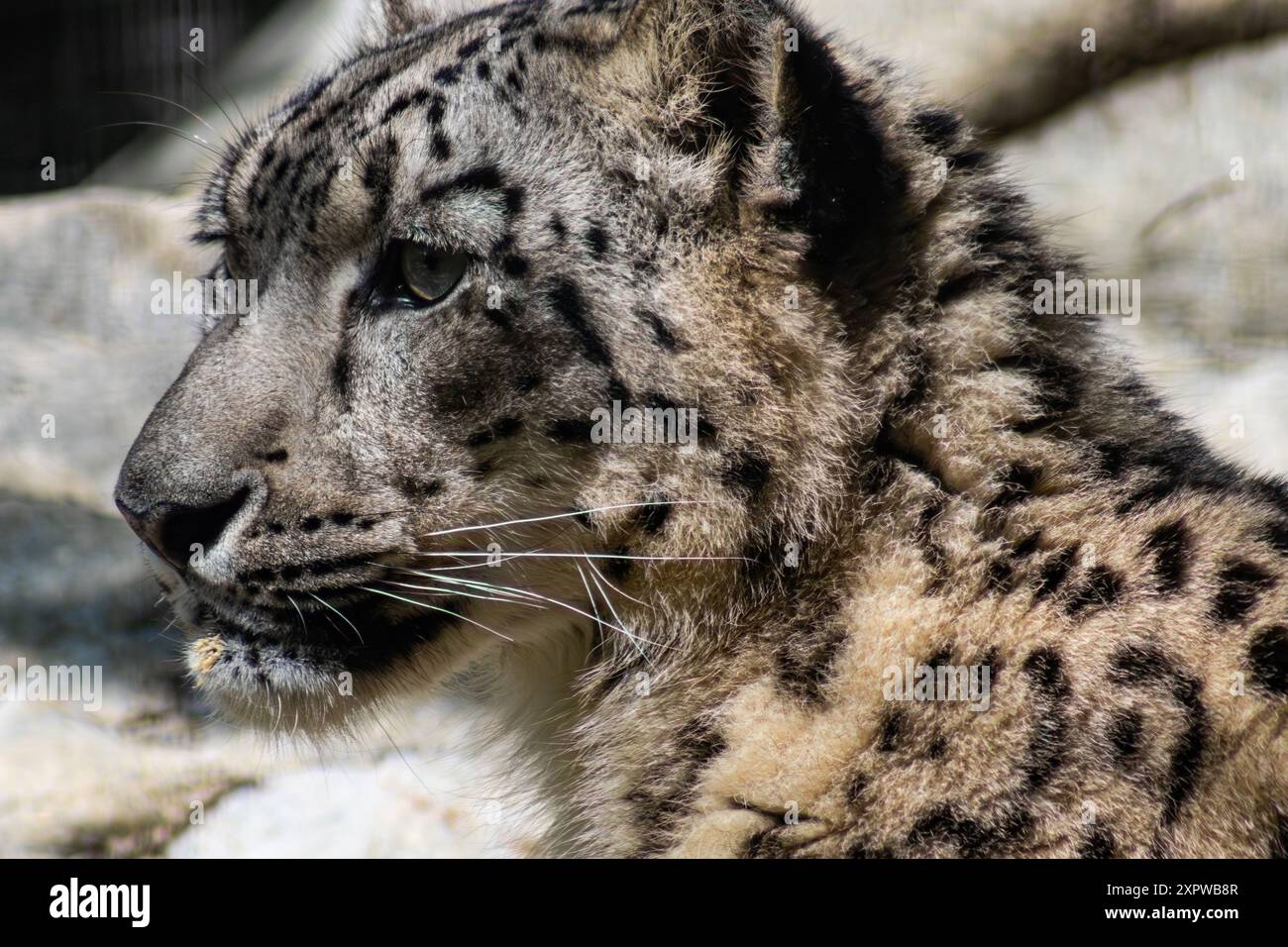 Felis uncioides hi-res stock photography and images - Alamy