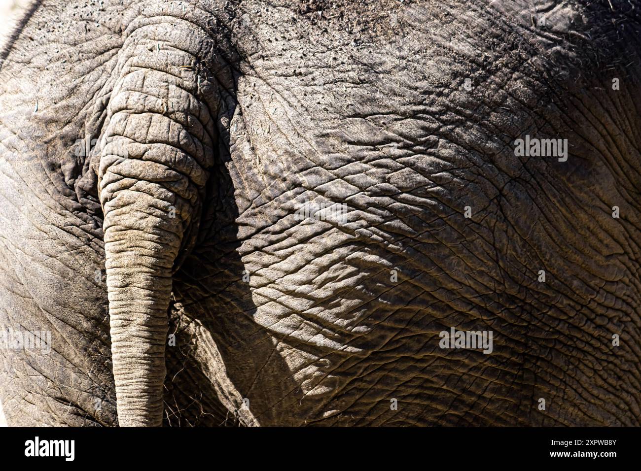 Elephant tails hi-res stock photography and images - Alamy