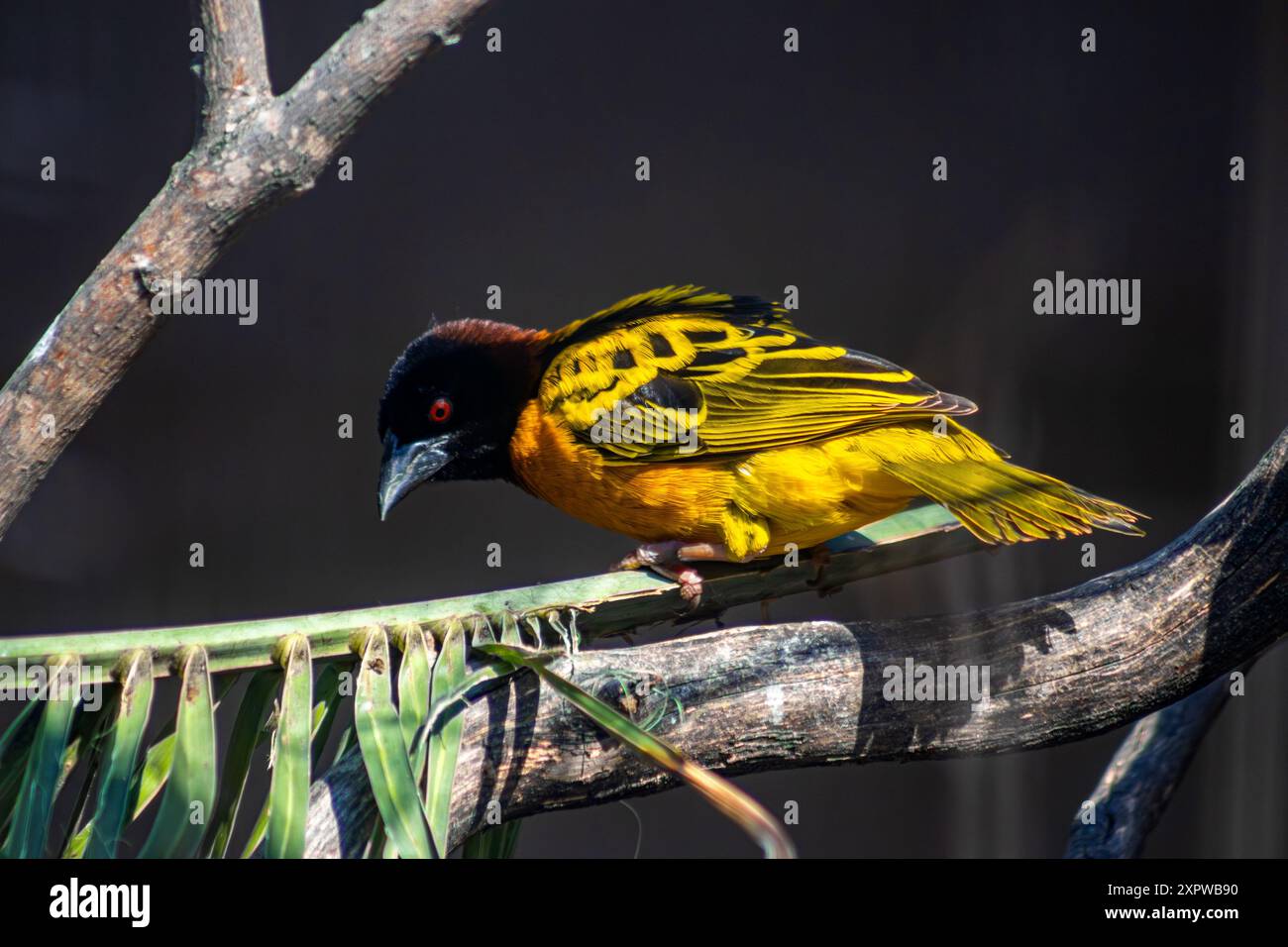 Black-headed weaver, Ploceus melanocephalus, also known as a yellow ...
