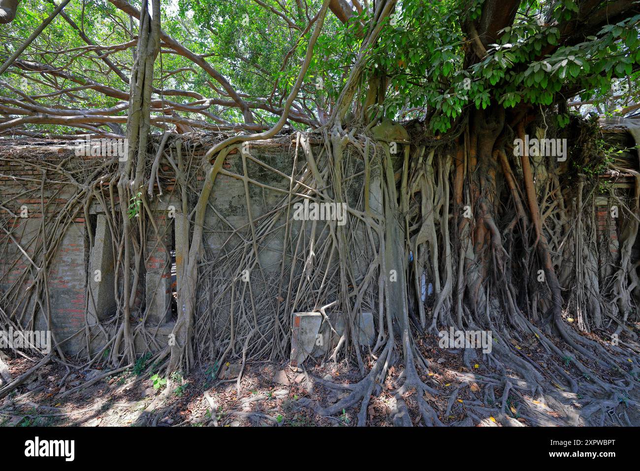 Anping Tree House, a former warehouse overgrown with banyan trees at ...