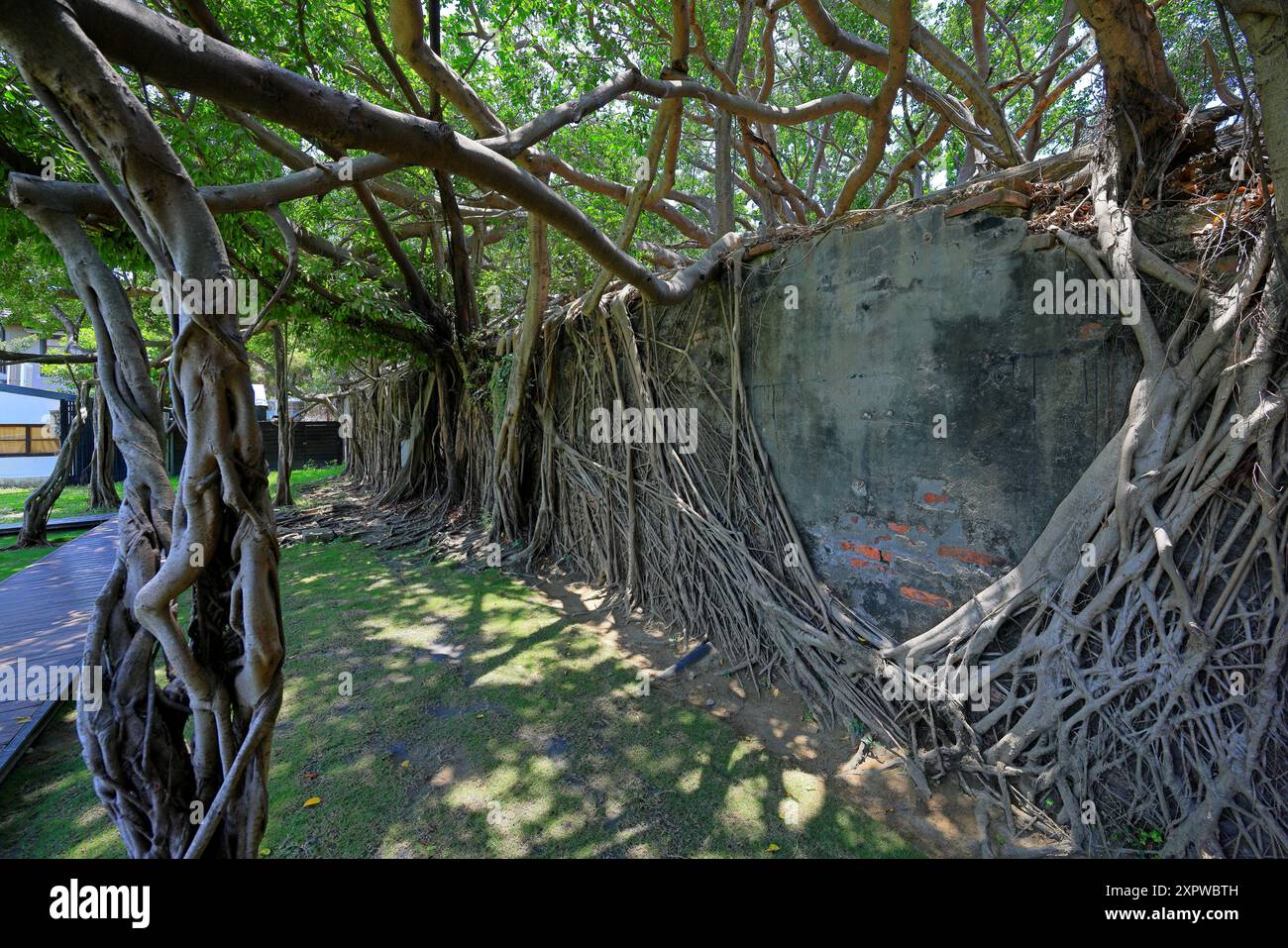 Anping Tree House, a former warehouse overgrown with banyan trees at ...