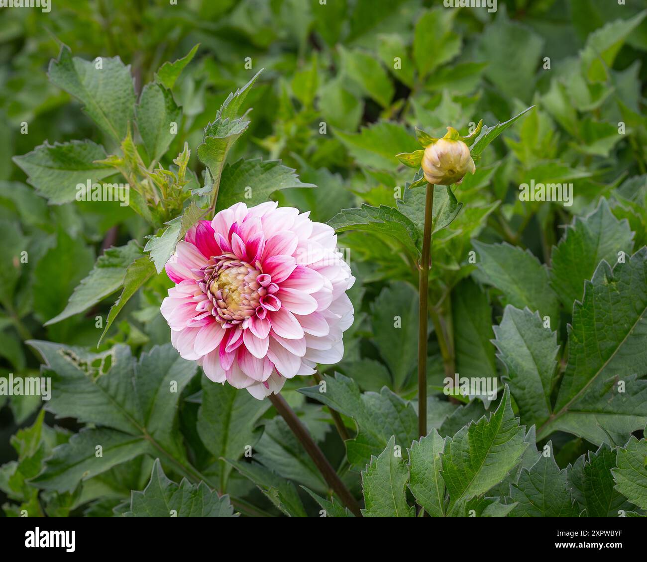 Dahlia in shaded of pinks, cerise, magenta, maroon white and greens ...