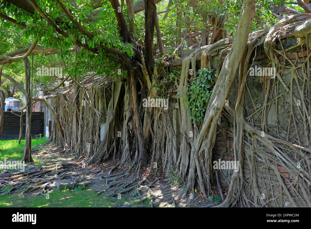 Anping Tree House, a former warehouse overgrown with banyan trees at ...