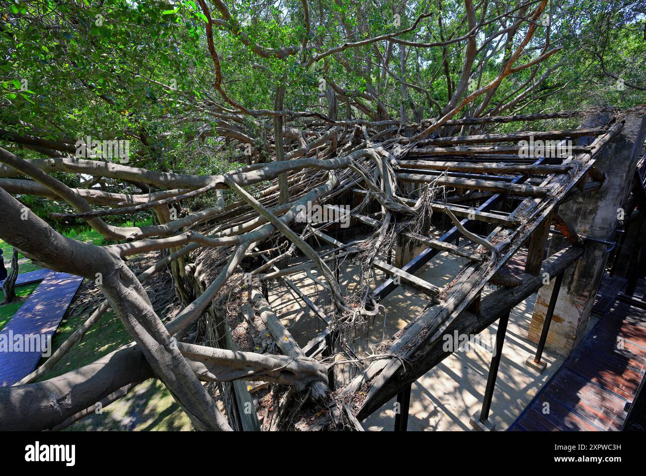 Anping Tree House, a former warehouse overgrown with banyan trees at ...