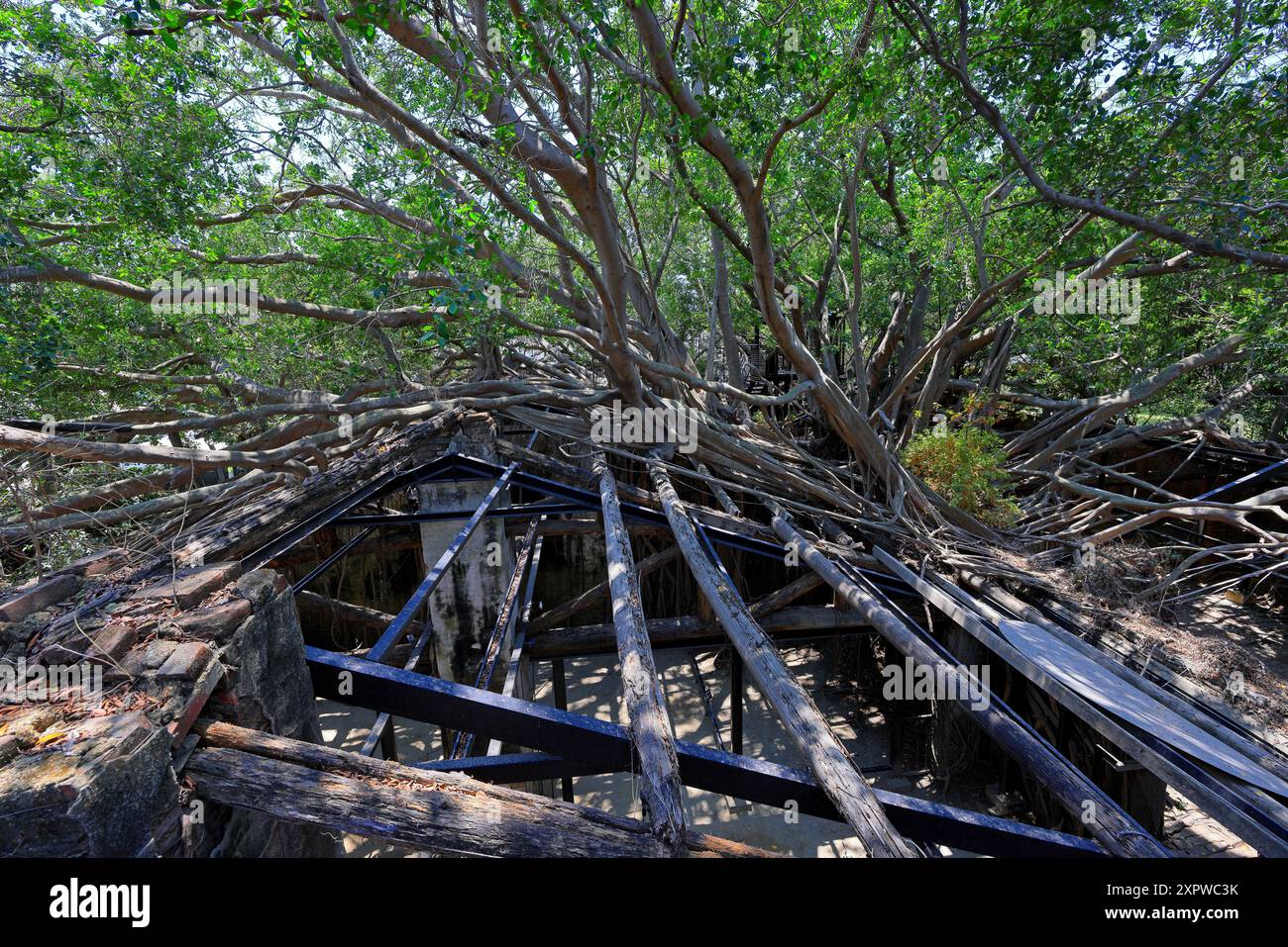 Anping Tree House, a former warehouse overgrown with banyan trees at ...