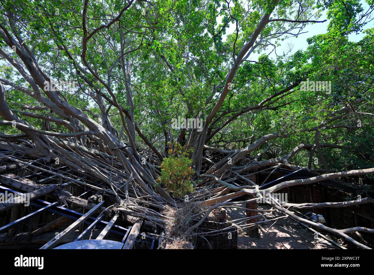 Anping Tree House, a former warehouse overgrown with banyan trees at ...