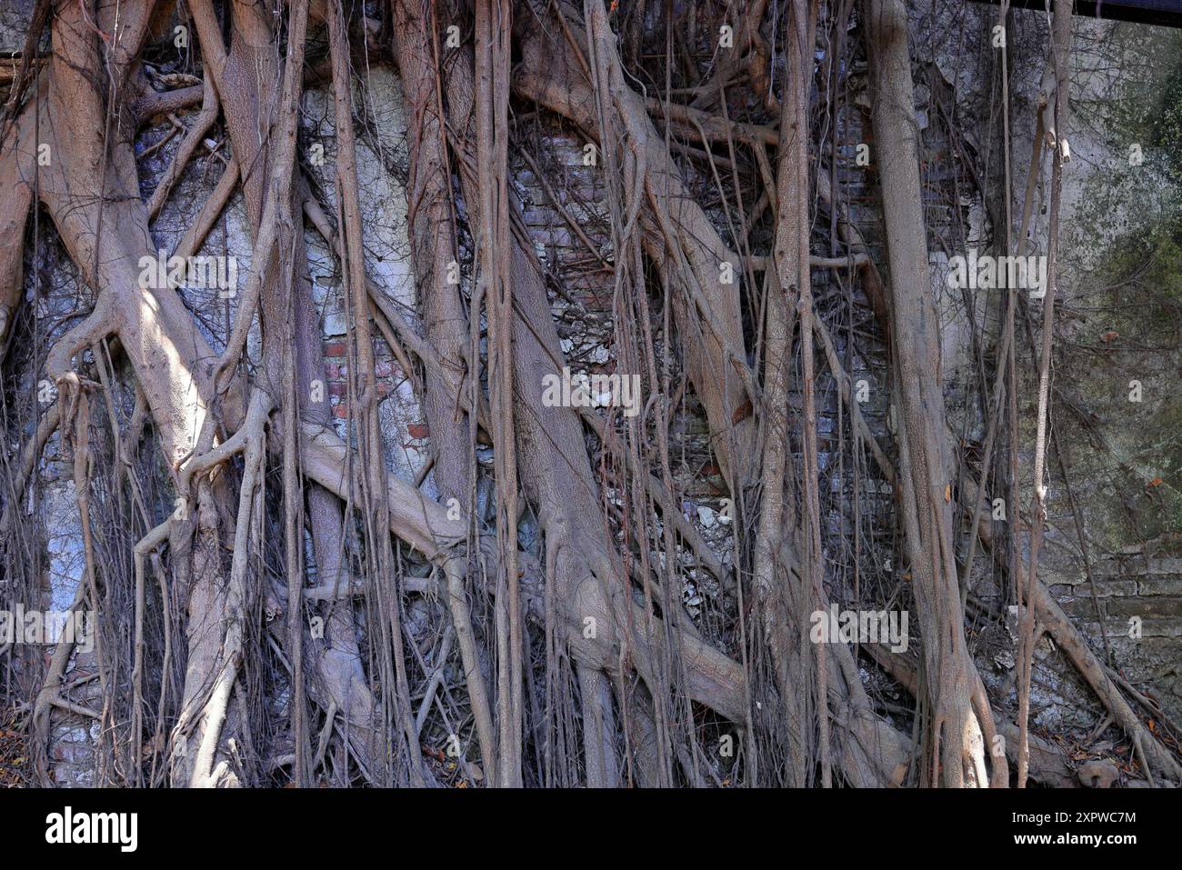 Anping Tree House, a former warehouse overgrown with banyan trees at ...
