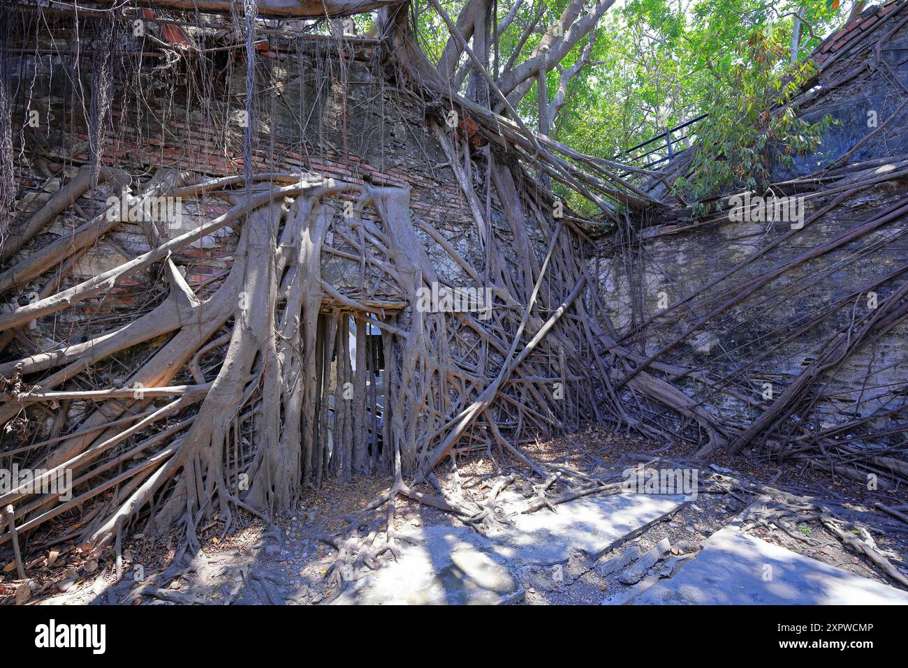Anping Tree House, a former warehouse overgrown with banyan trees at ...