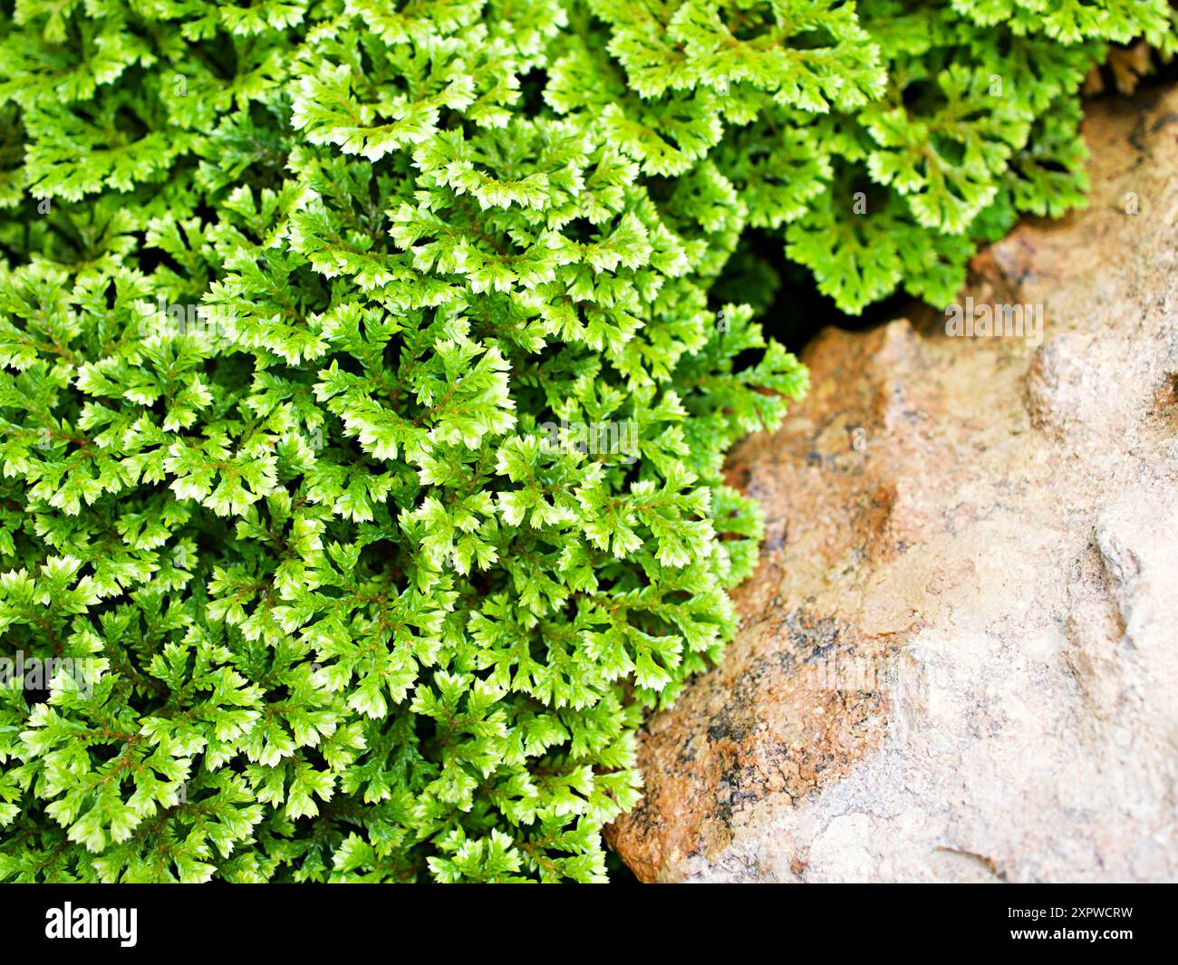 Selaginella Tamariscina moss plant ,Selaginella kraussiana Brownii ...