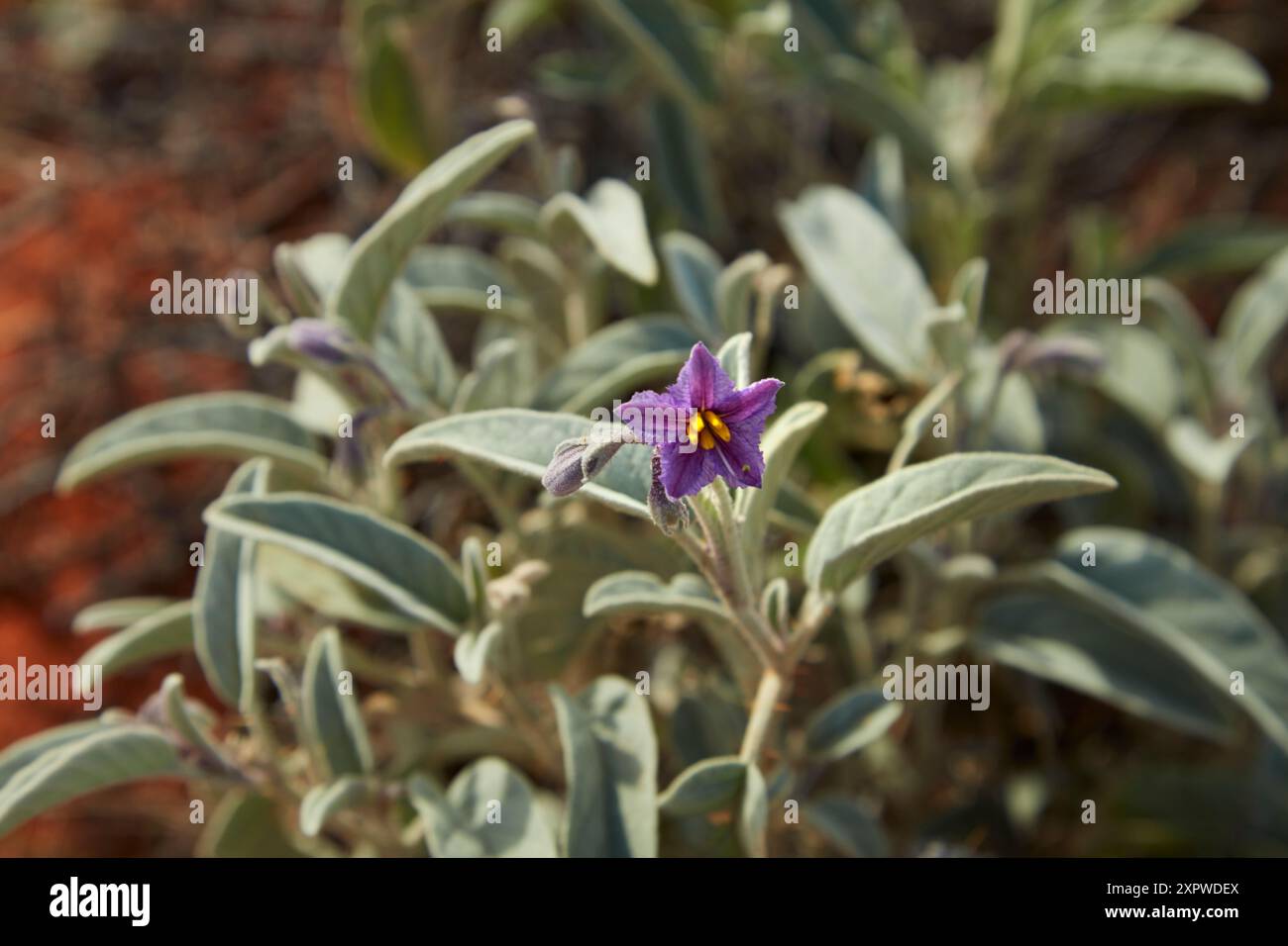 Bush Tomato, aka Desert Raisin (Solanum centrale), Munga-Thirri–Simpson ...