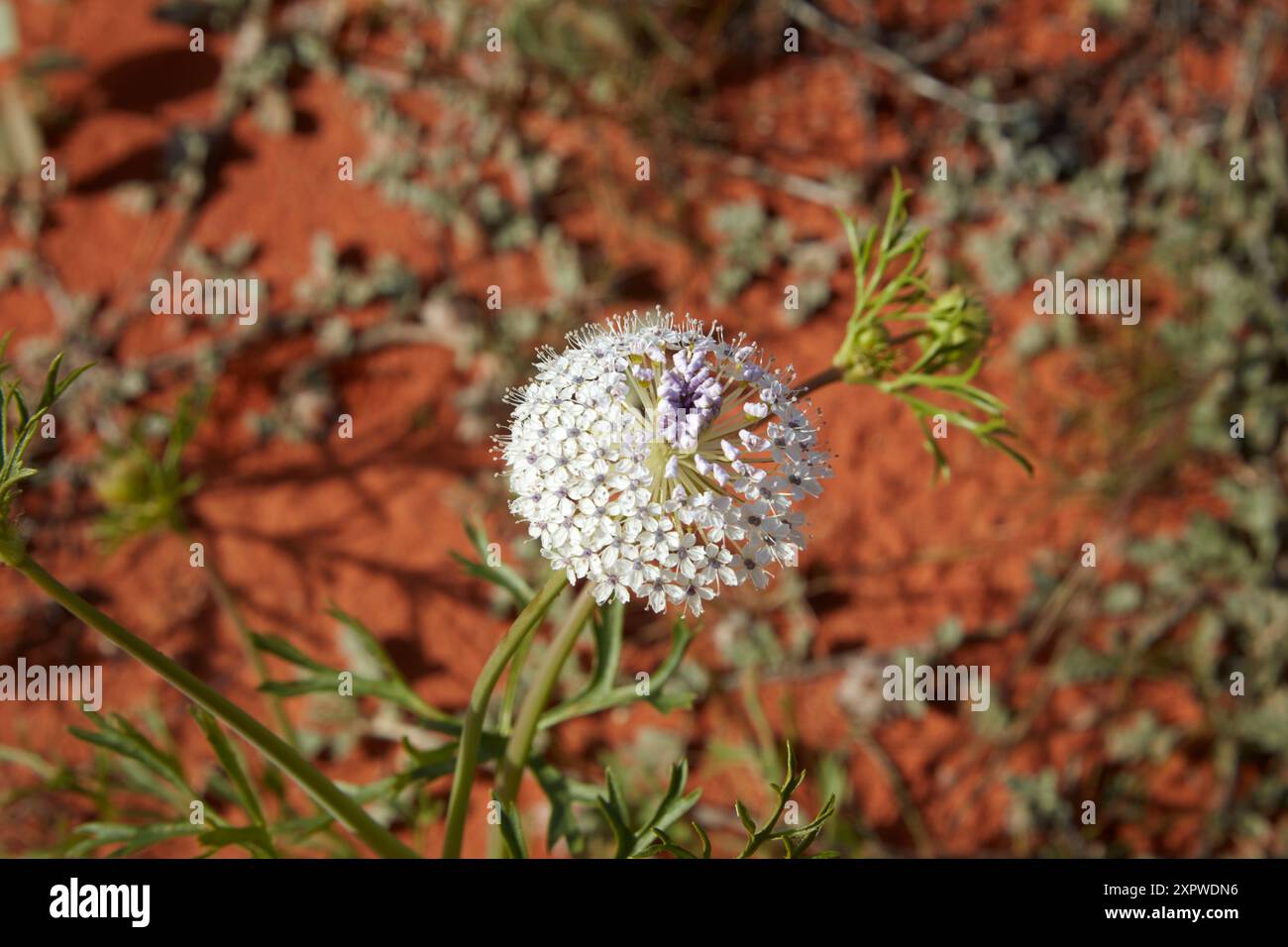 Wildflower, Munga-Thirri–Simpson Desert National Park, Simpson Desert ...