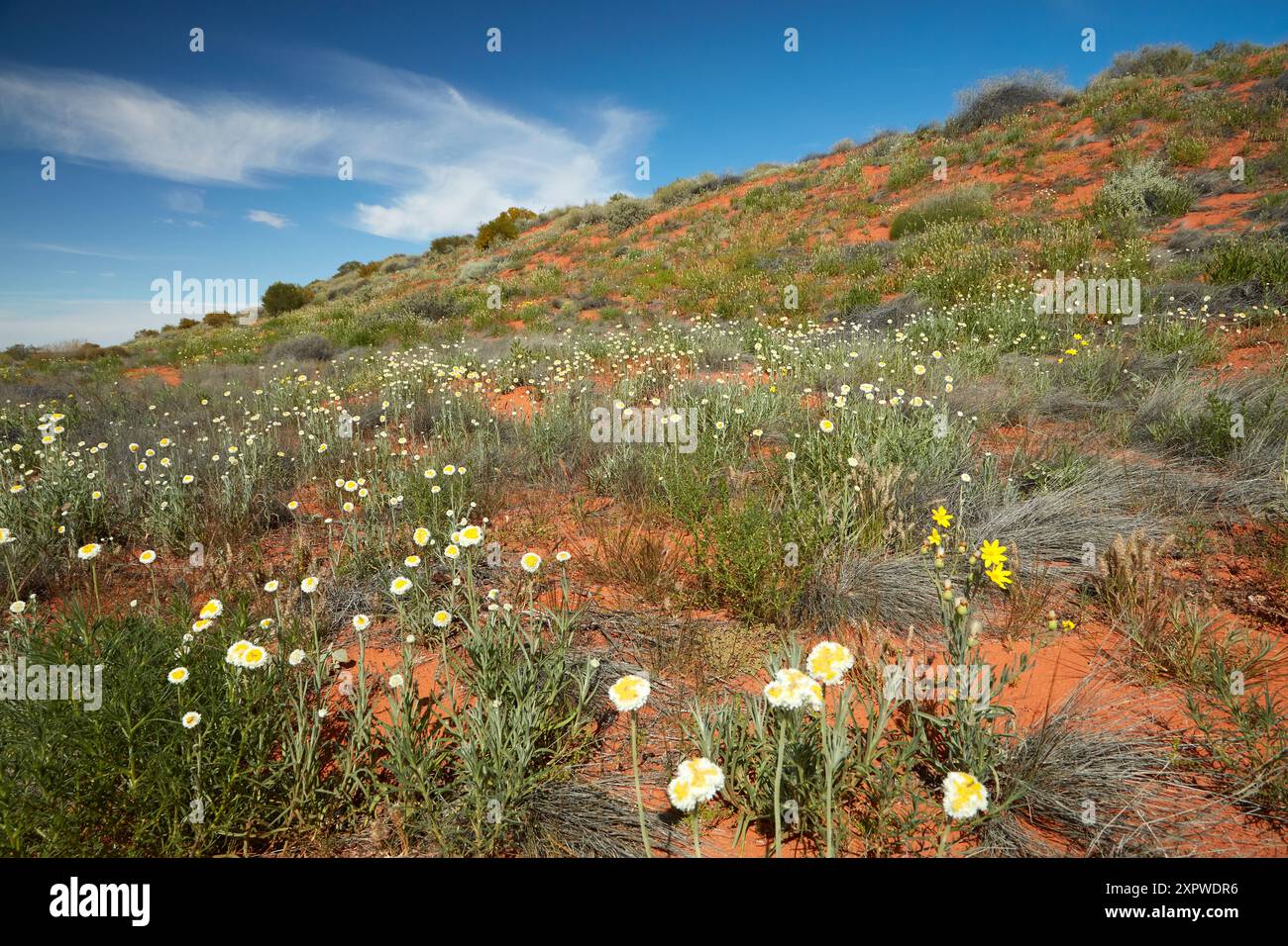 Poached egg daisies (Polycalymma stuartii), Munga-Thirri–Simpson Desert ...