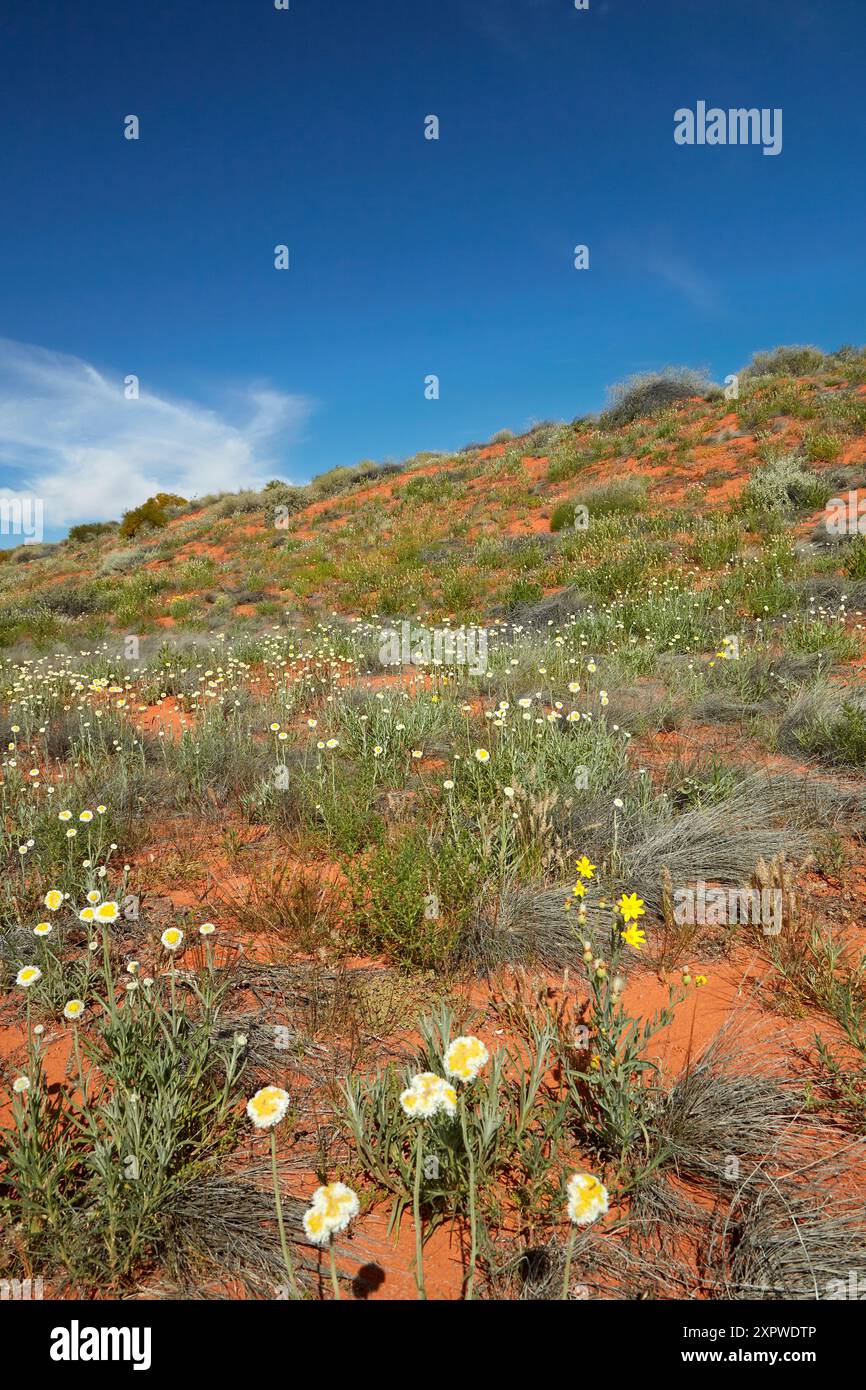 Poached egg daisies (Polycalymma stuartii), Munga-Thirri–Simpson Desert ...