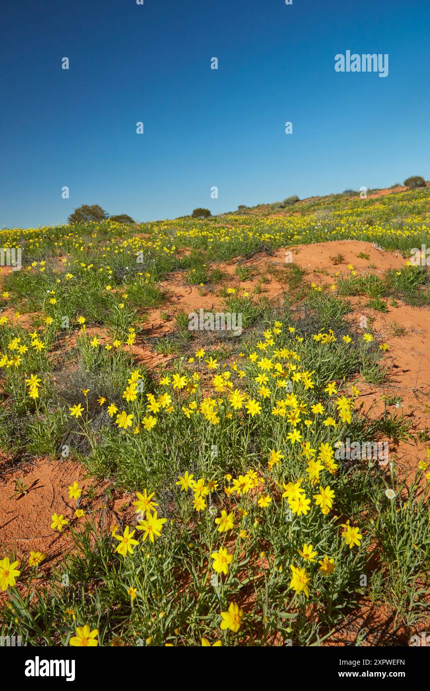 Strzeleki desert hi-res stock photography and images - Alamy