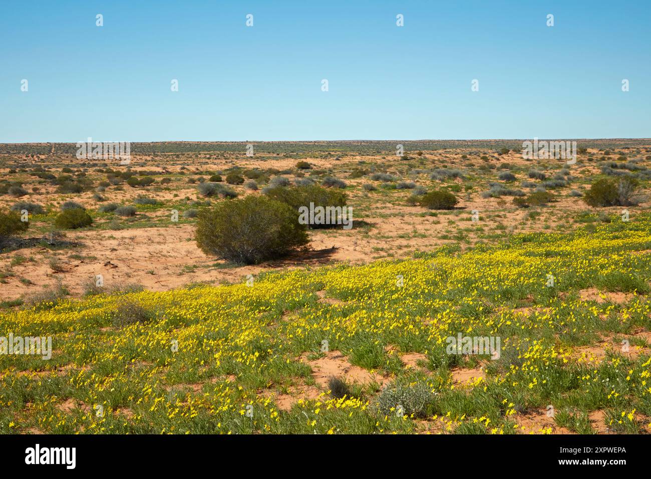 Simpson conservation park hi-res stock photography and images - Alamy